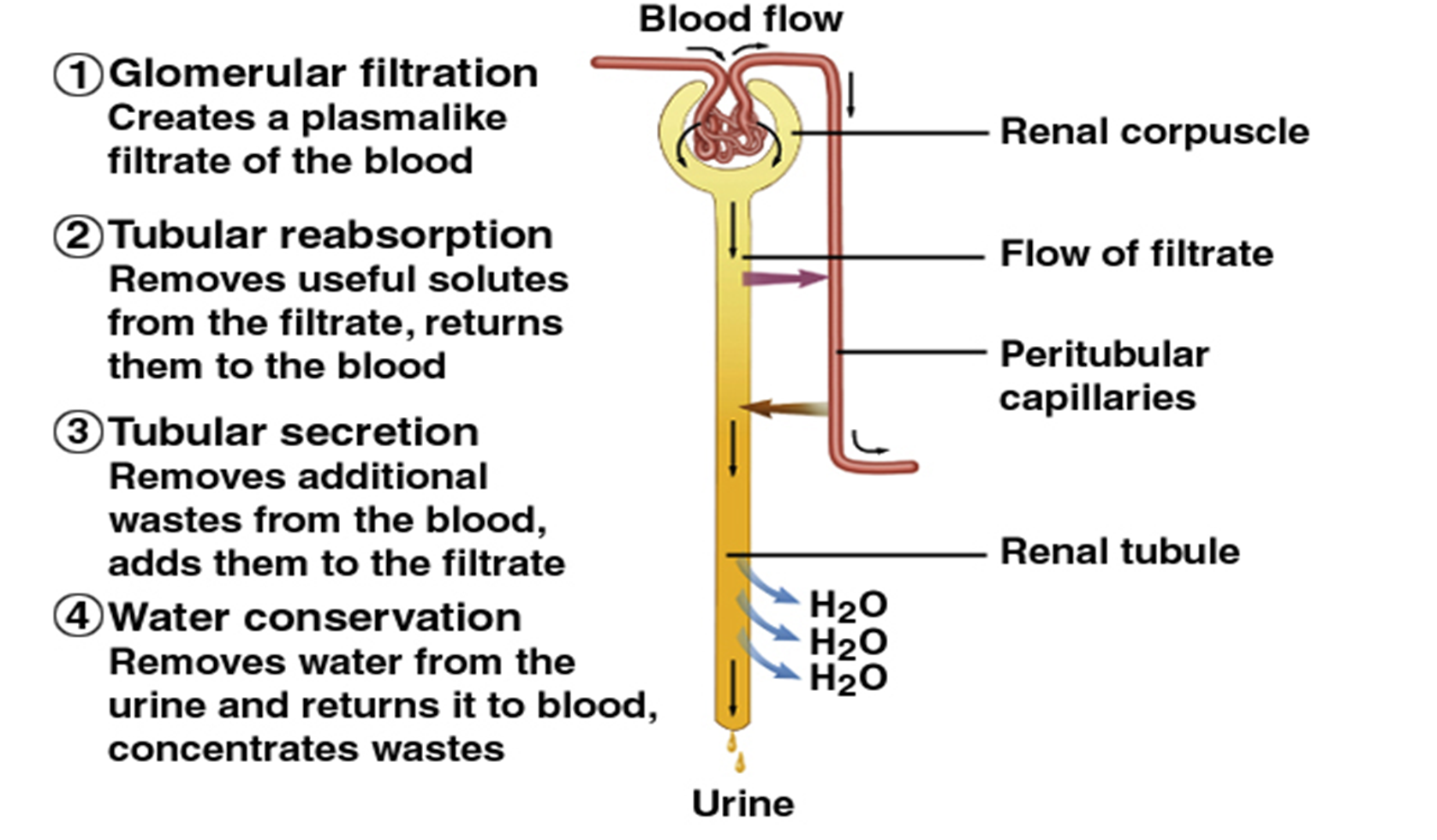 Urine Formation Processes | NUEL