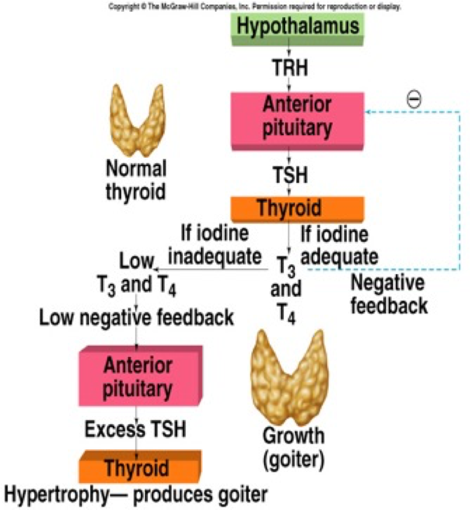 Thyroid and Adrenal Glands | NUEL