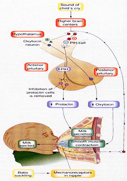 Lecture Notes | NUEL