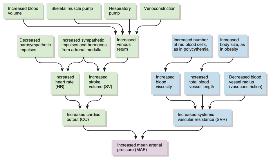 Mean Arterial Blood Pressure: Concept, Normal Values, and Variations | NUEL