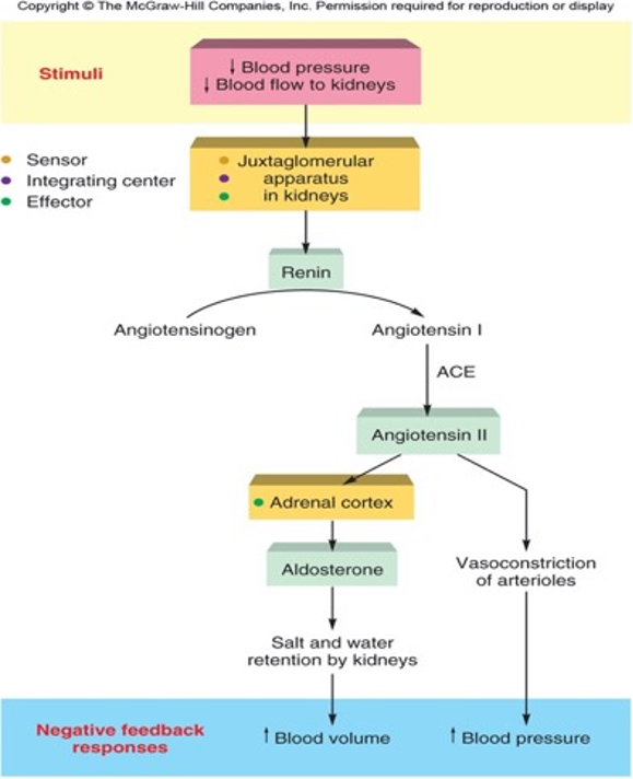 Mean Arterial Blood Pressure: Concept, Normal Values, and Variations | NUEL